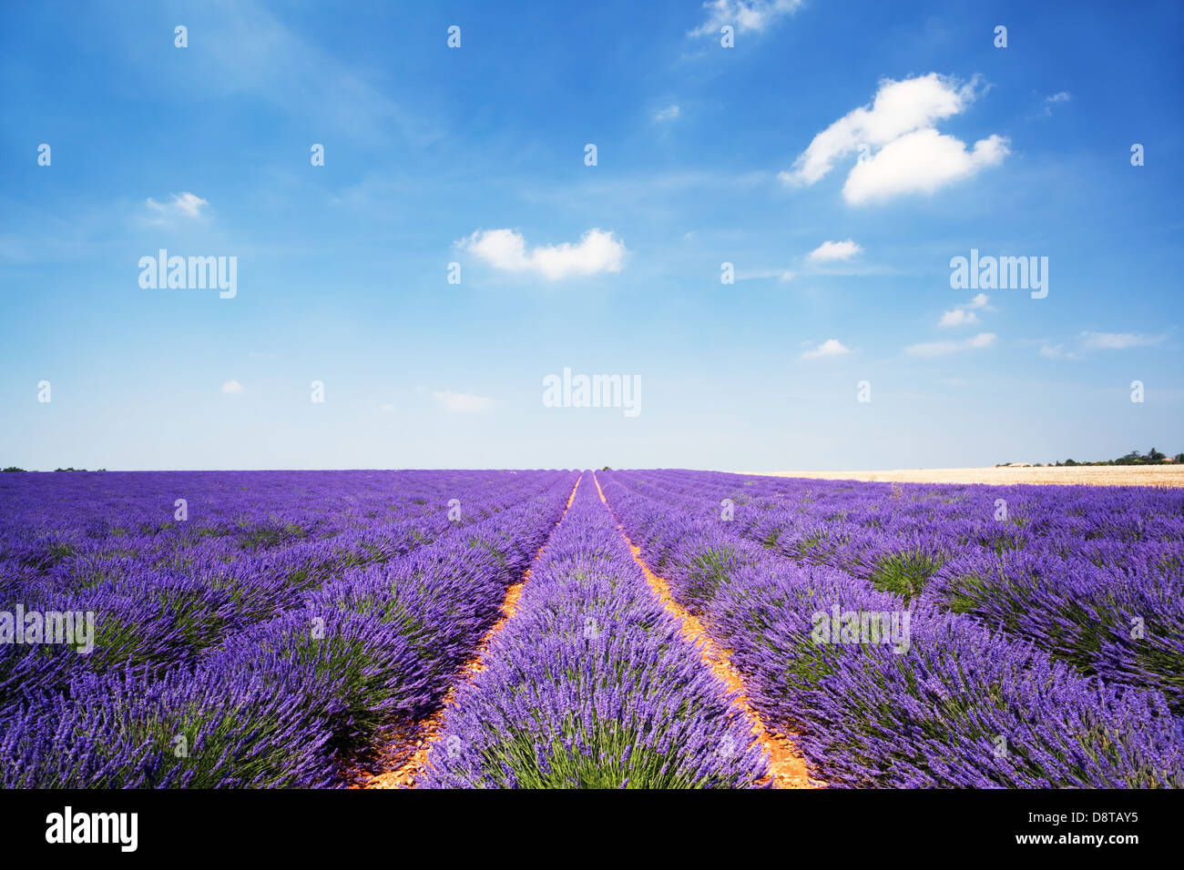Lavender field, Valensole, Provence, France Stock Photo - Alamy