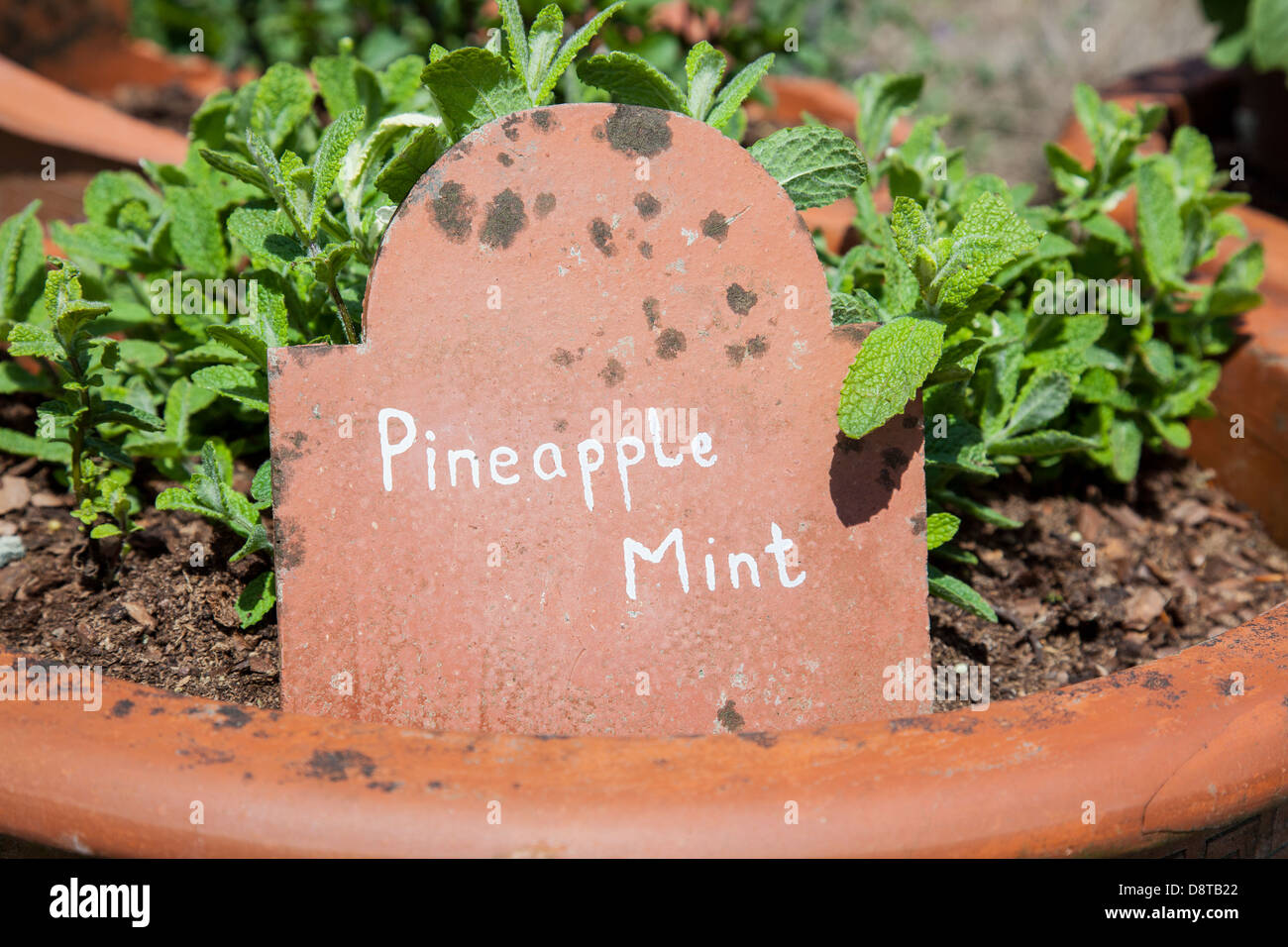 Mint green sign hi-res stock photography and images - Alamy