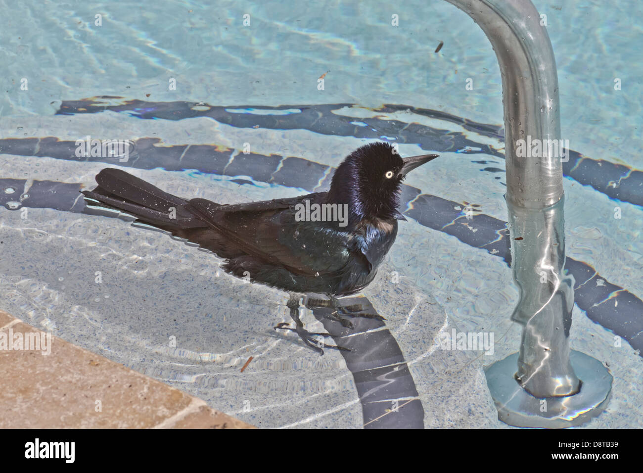 Crow steps hi-res stock photography and images - Alamy