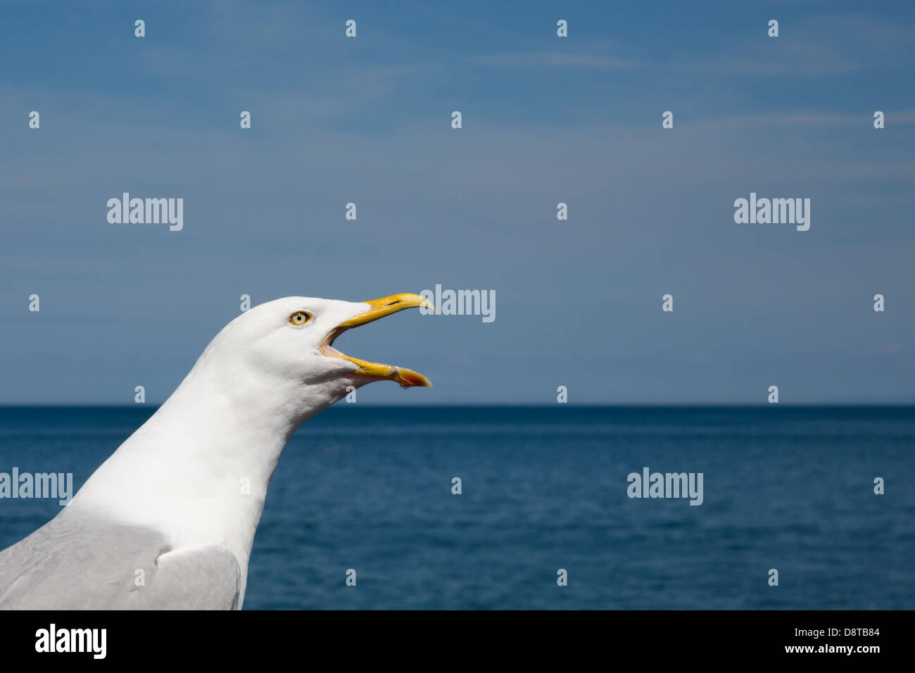 Squawking gull hi-res stock photography and images - Alamy