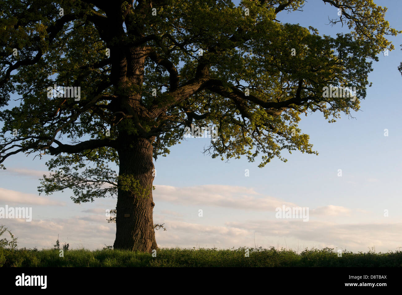 elm tree in sunset early evening close up Stock Photo - Alamy