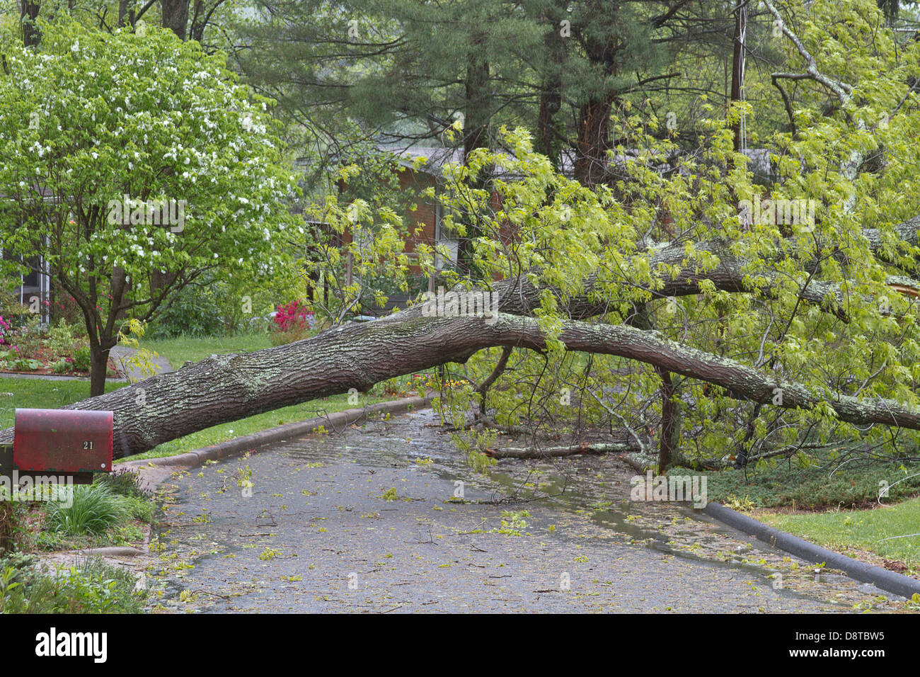 A large oak tree is downed by a storm and falls across a neigborhood ...