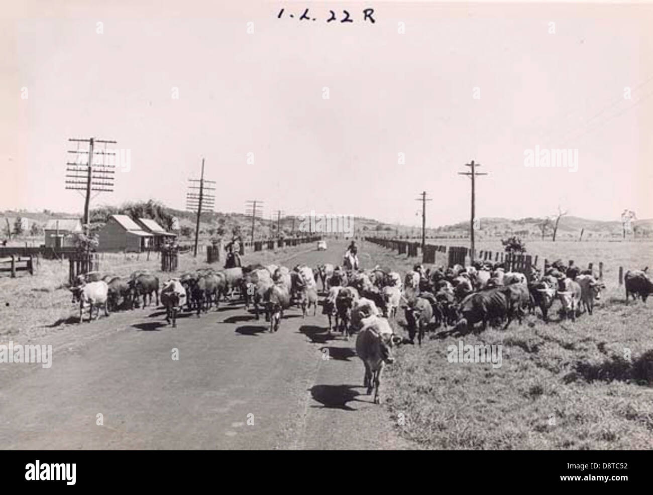 Cattle droving hi-res stock photography and images - Alamy