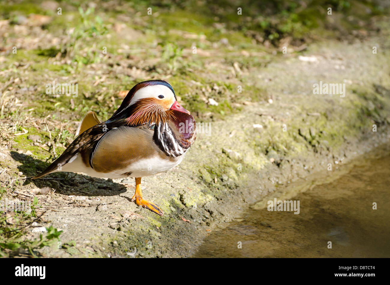 Mandarin duck male Stock Photo - Alamy