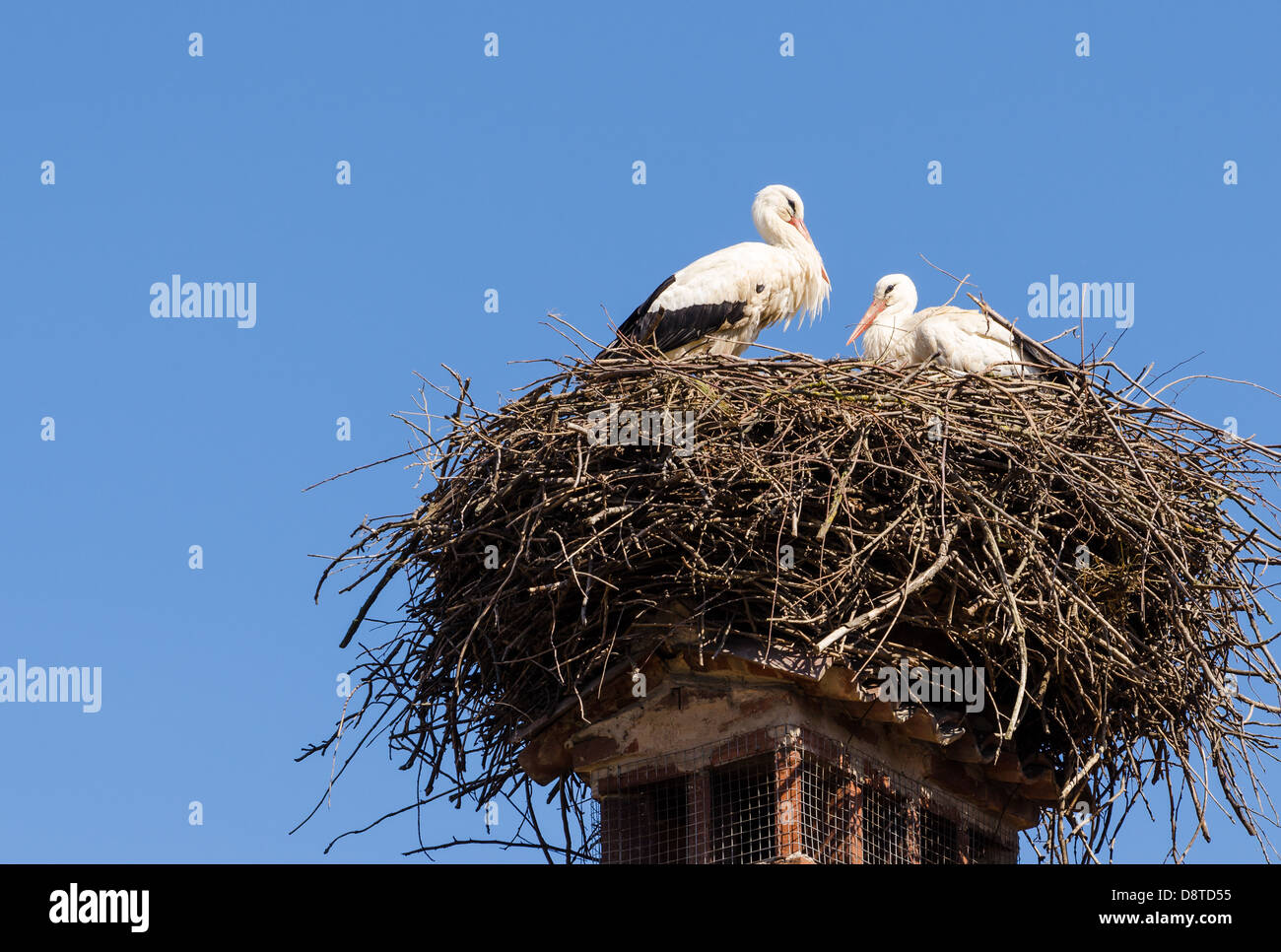 Two white storks in their nest Stock Photo - Alamy