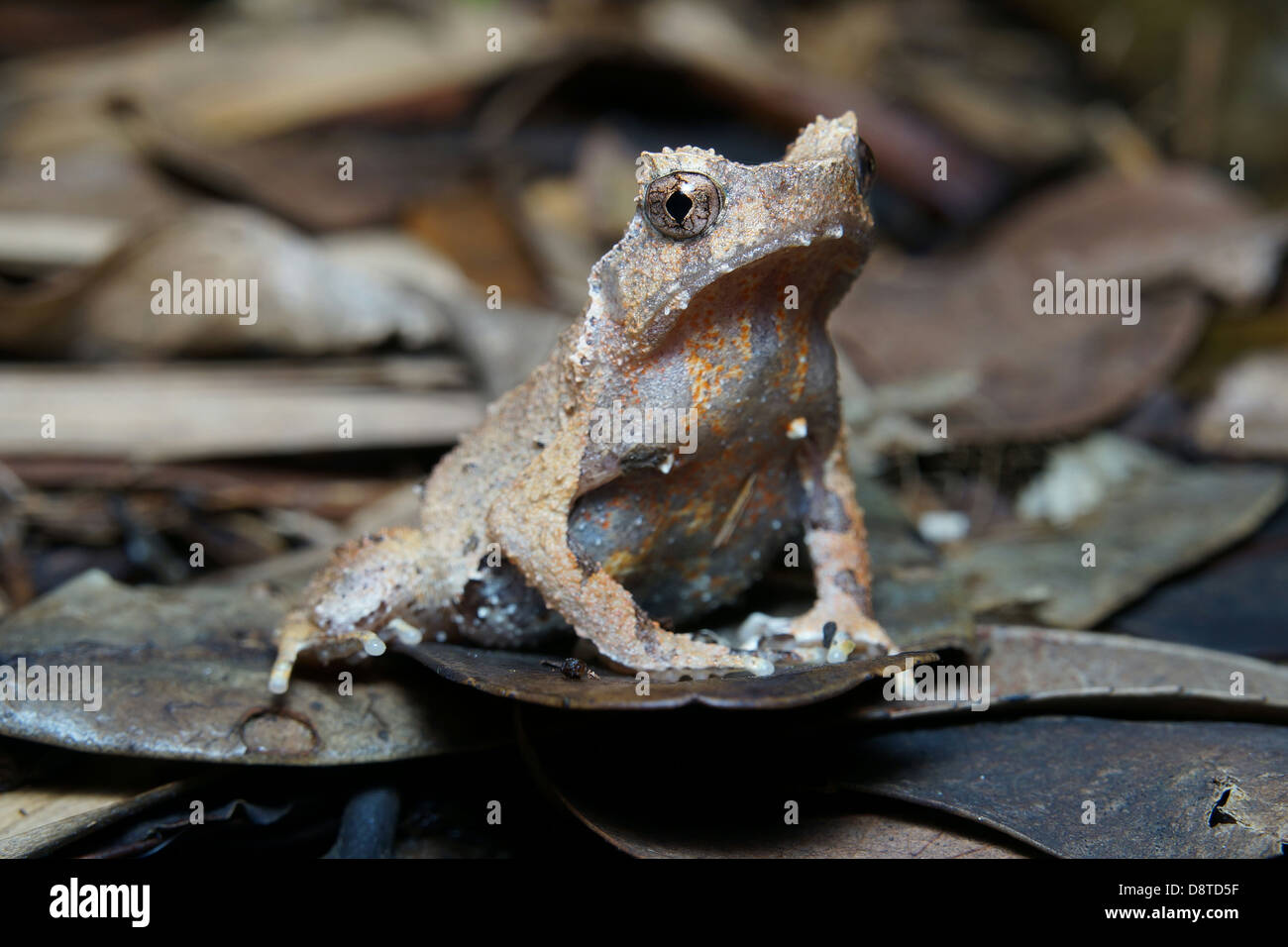 Xenophrys brachykolos hi-res stock photography and images - Alamy