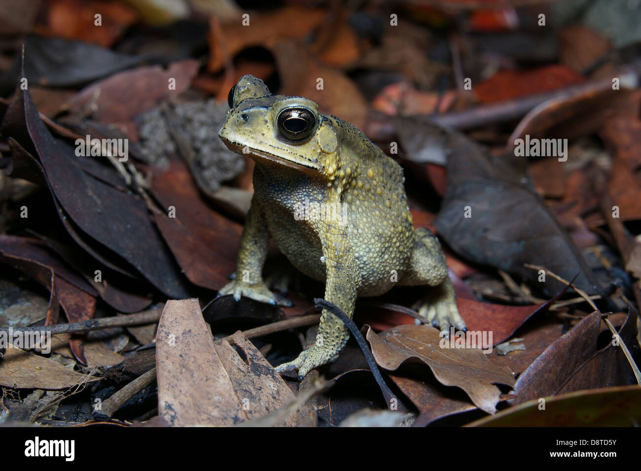 Bufo melanostictus Asian common toad. wild specimen found in Hong Kong ...