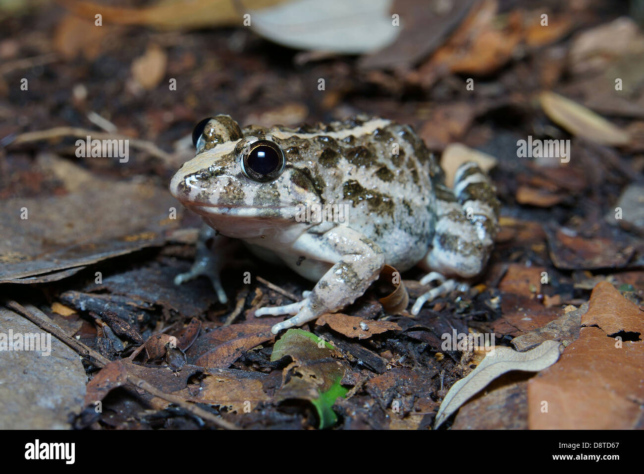 Paddy frog or grass frog Fejervarya limnocharis (or Rana limnocharis ...