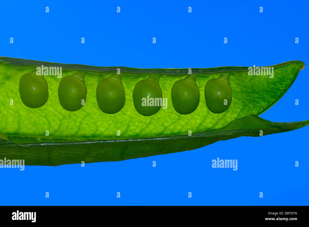 An open pea pod Stock Photo - Alamy