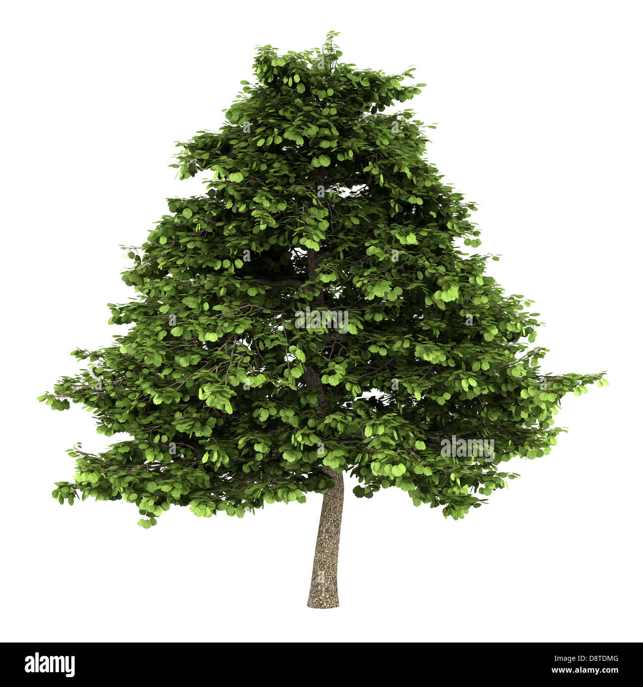 Grey alder tree isolated on Cut Out Stock Images & Pictures - Alamy