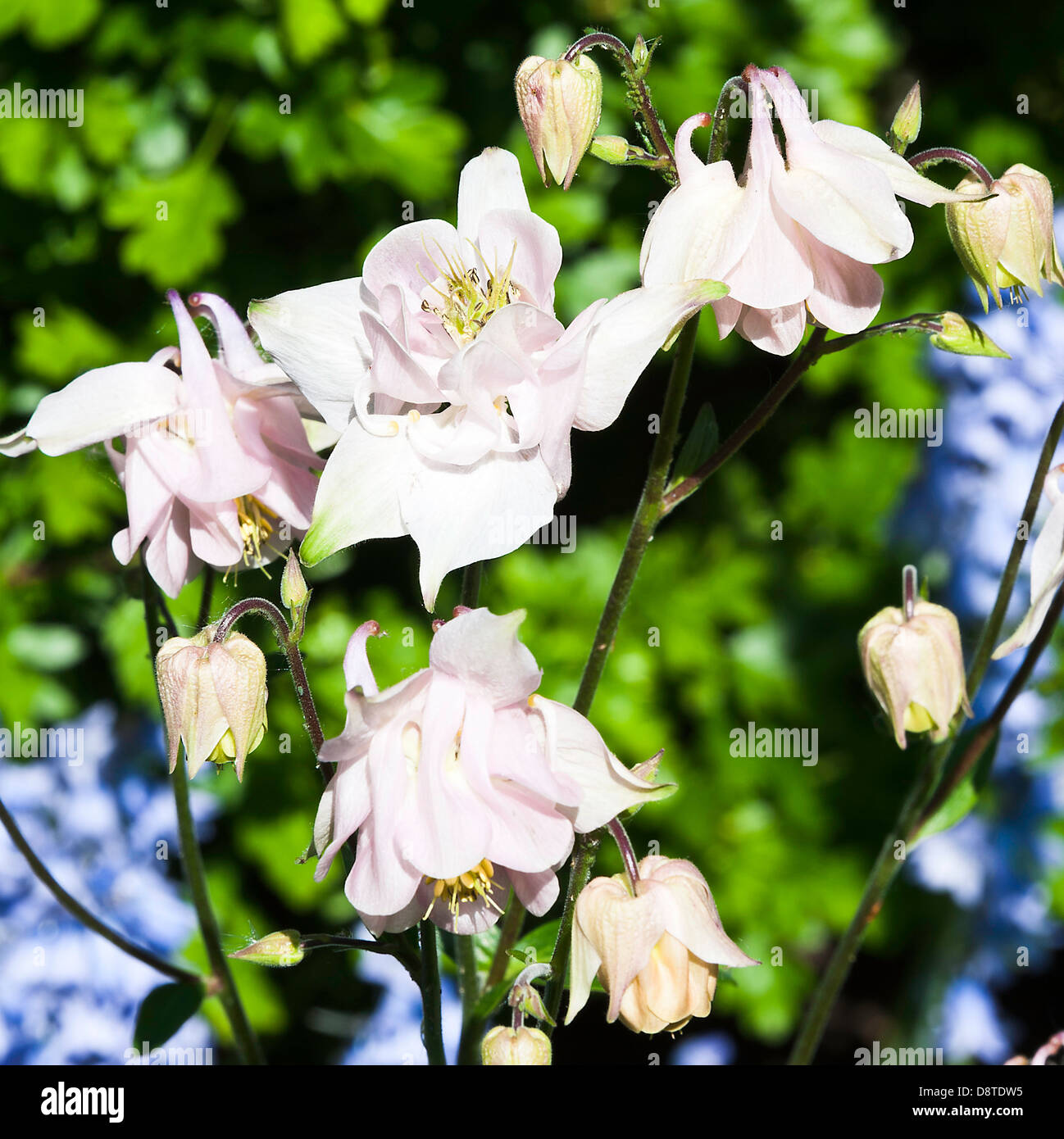 Pink Columbine Flowers in Bloom in a Cheshire Garden Alsager England ...
