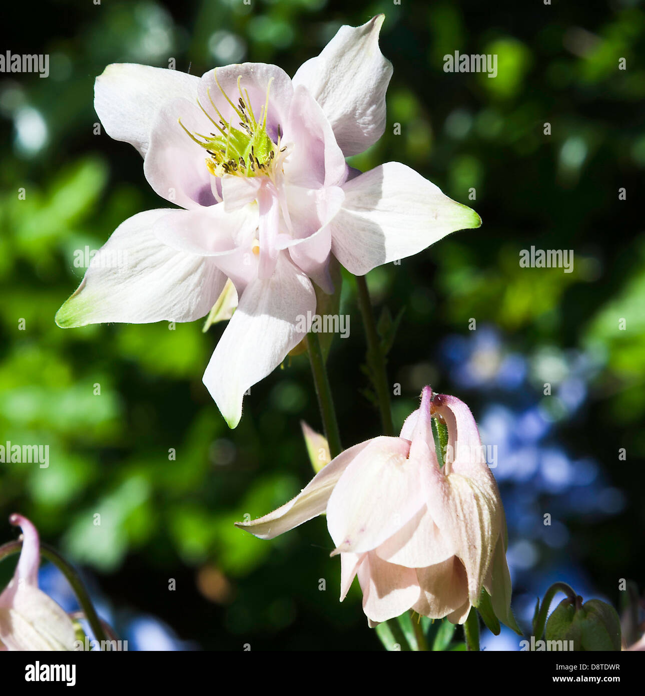 Pink Columbine Flowers in Bloom in a Cheshire Garden Alsager England ...