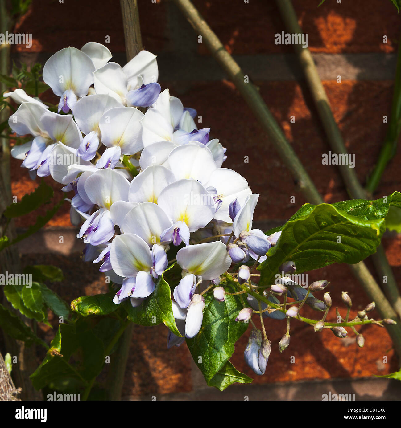Pale Blue, White and Yellow Wisteria Flower in Bloom up a Wall in a ...