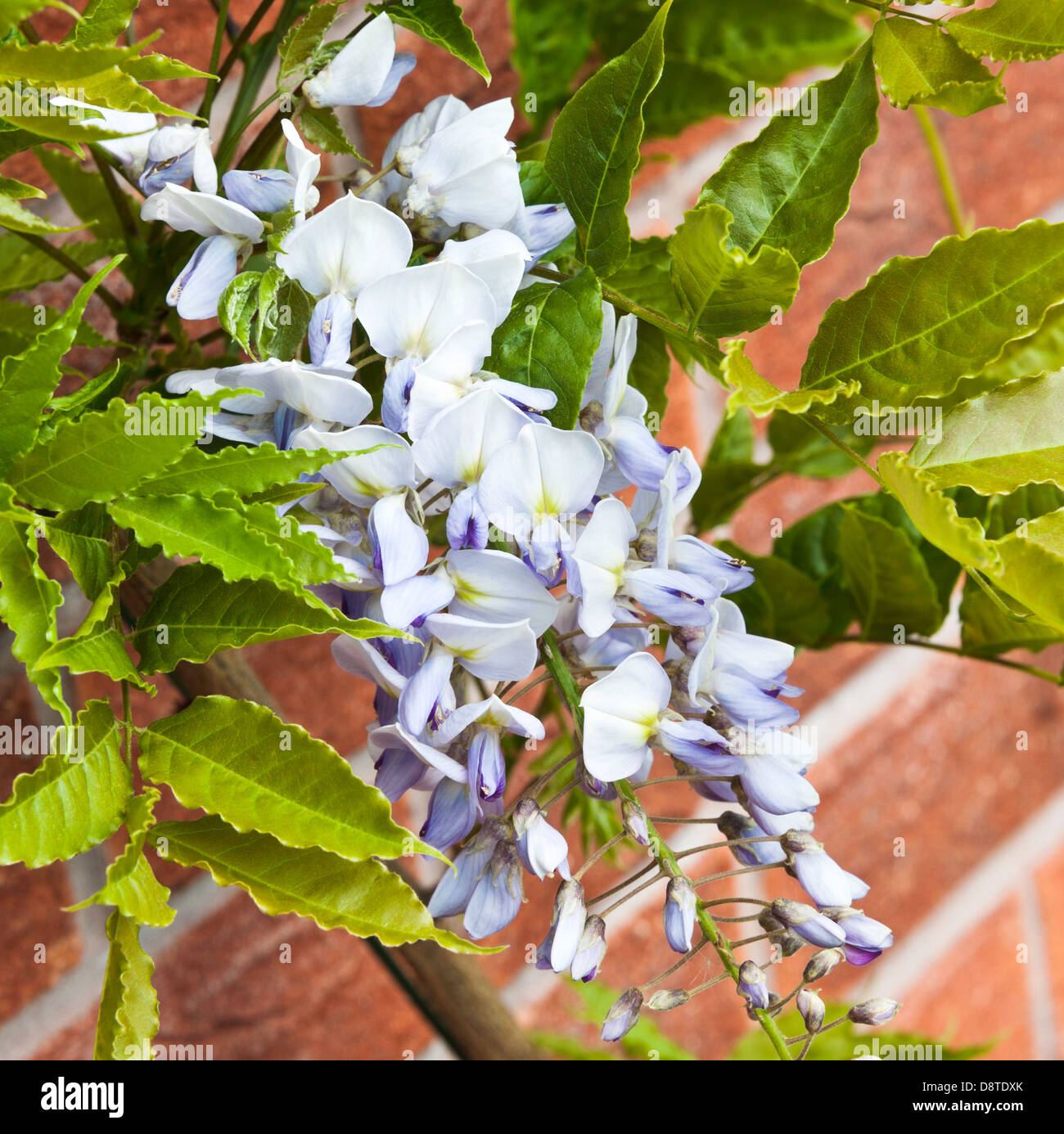 Yellow wisteria hi-res stock photography and images - Alamy