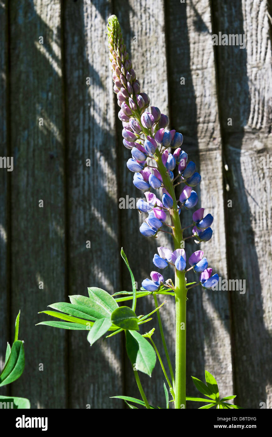 Tall blue spiked flowers hi-res stock photography and images - Alamy