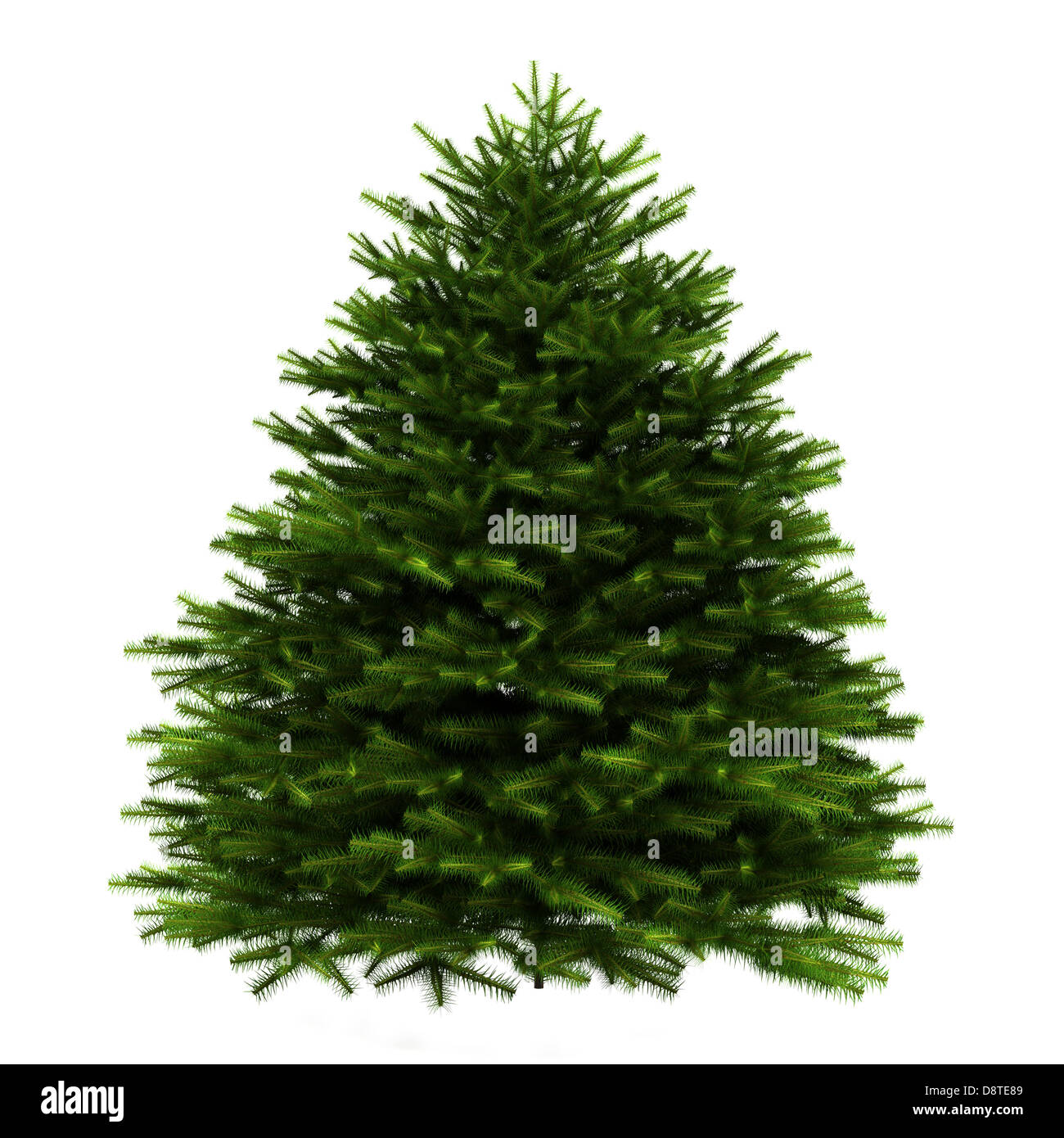 Fir tree isolated on Cut Out Stock Images & Pictures - Alamy