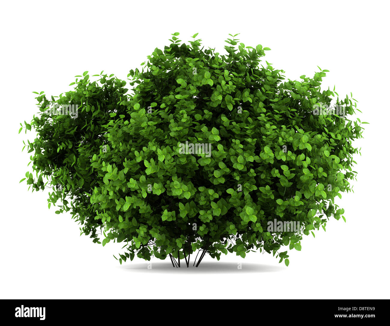 bigleaf hydrangea bush isolated on white Stock Photo - Alamy