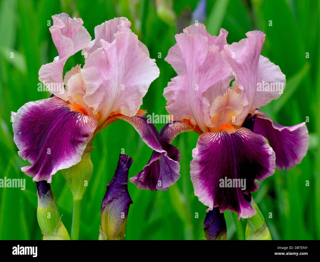 Pink and purple iris flowers Stock Photo - Alamy