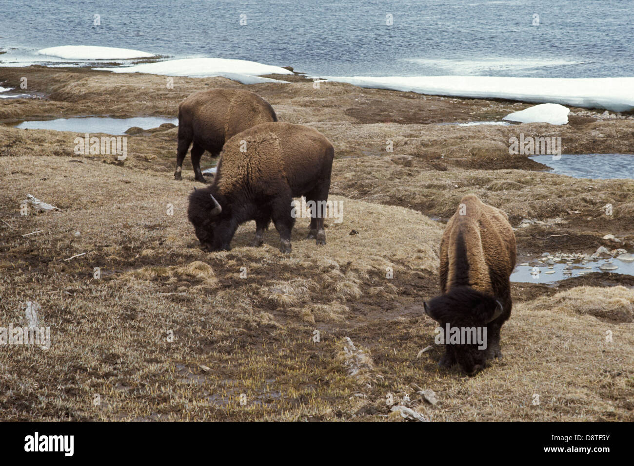 Buffalo in Hayden Valley, Yellowstone 730428 020 Stock Photo - Alamy