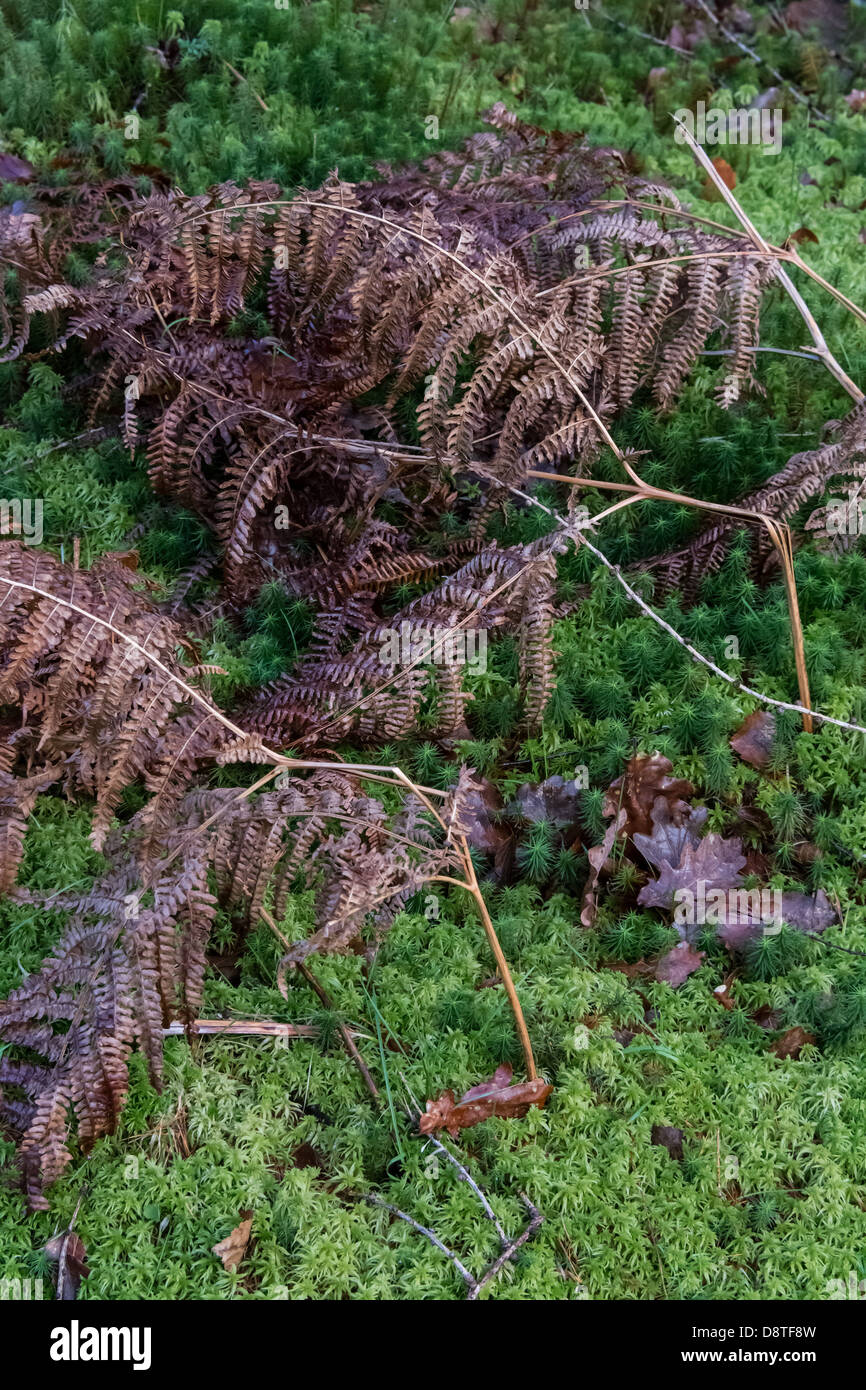 Bracken island hi-res stock photography and images - Alamy
