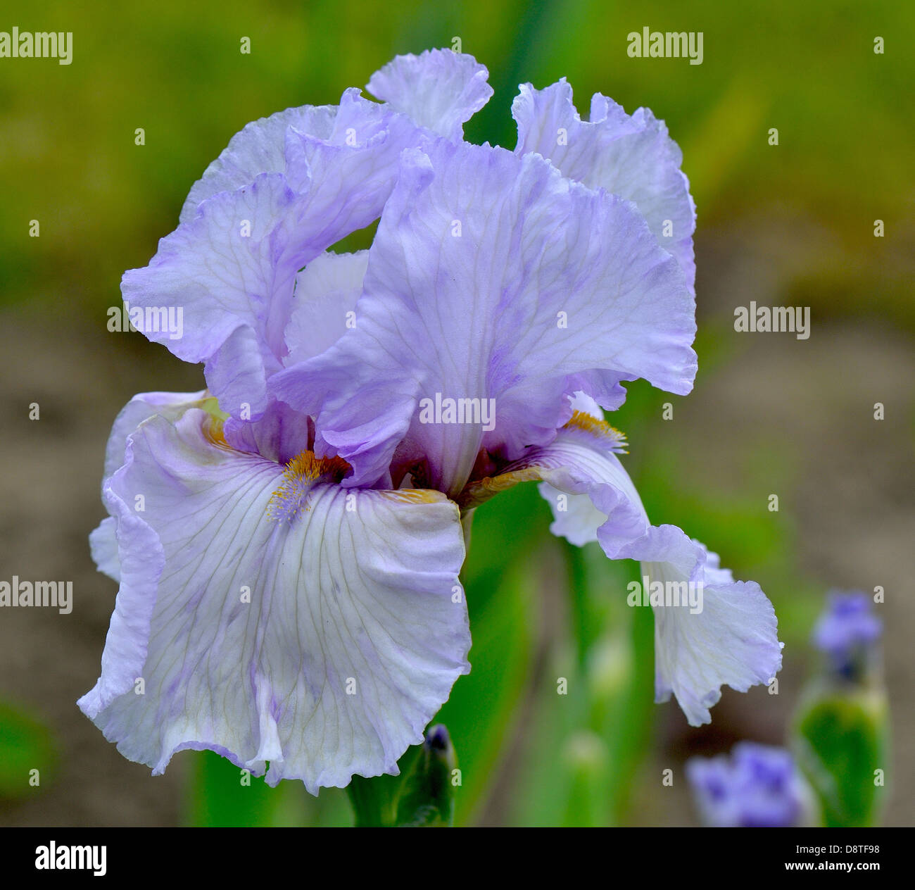 Pale violet iris flower Stock Photo - Alamy