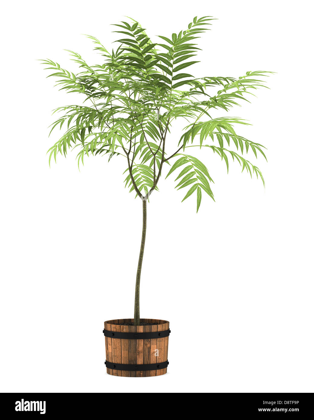 decorative tree in pot isolated on white Stock Photo - Alamy