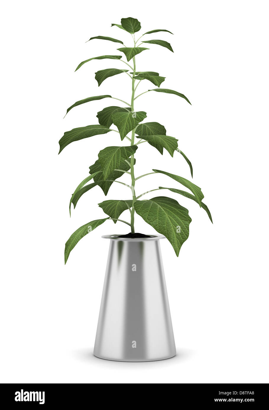 decorative plant in pot isolated on white Stock Photo - Alamy