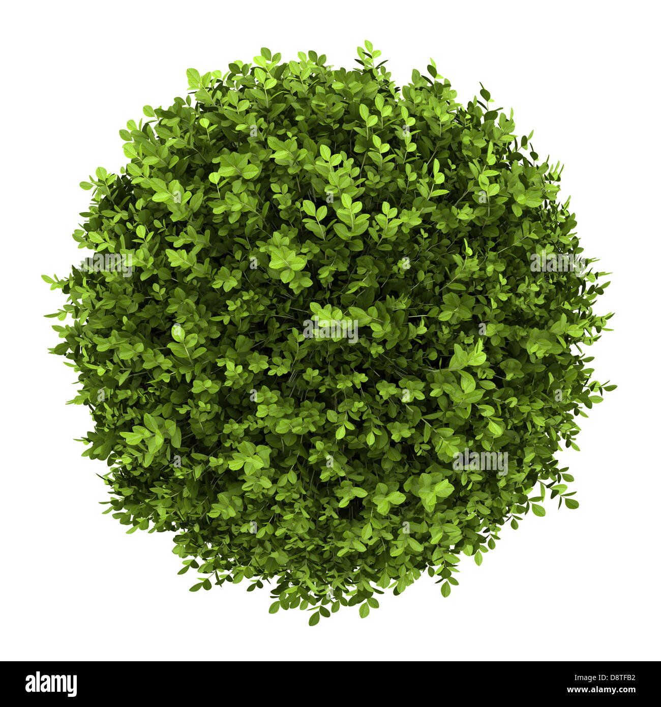 Boxwood hi-res stock photography and images - Alamy