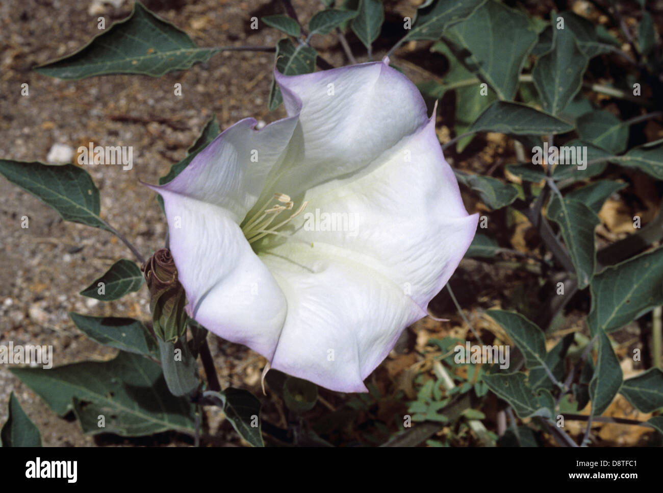 Sacred Datula, Jimsonweed (Datula meteloides), CA 780910 011 Stock ...