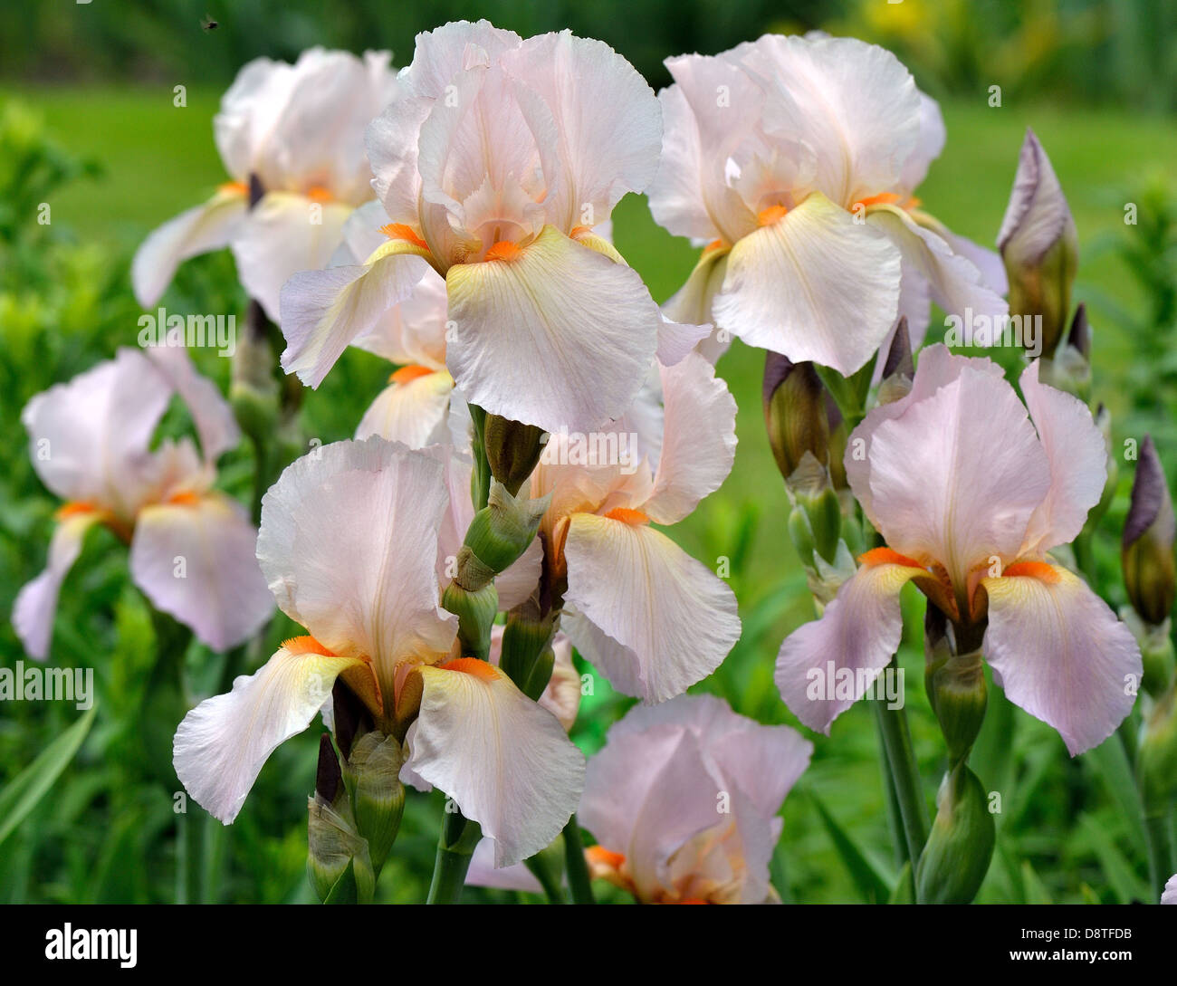 Pink iris flowers Stock Photo - Alamy