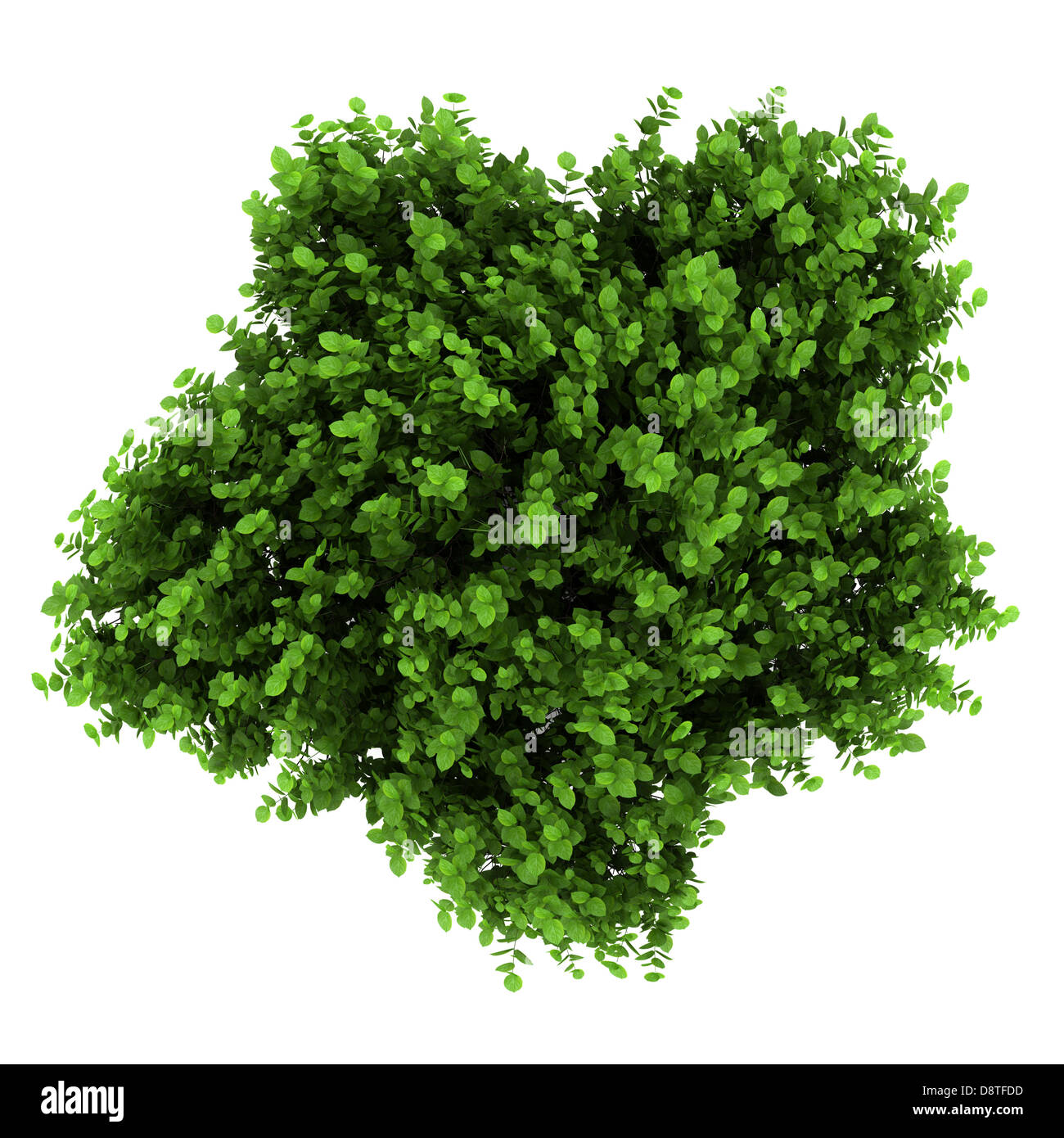 top view of bigleaf hydrangea bush isolated Stock Photo - Alamy