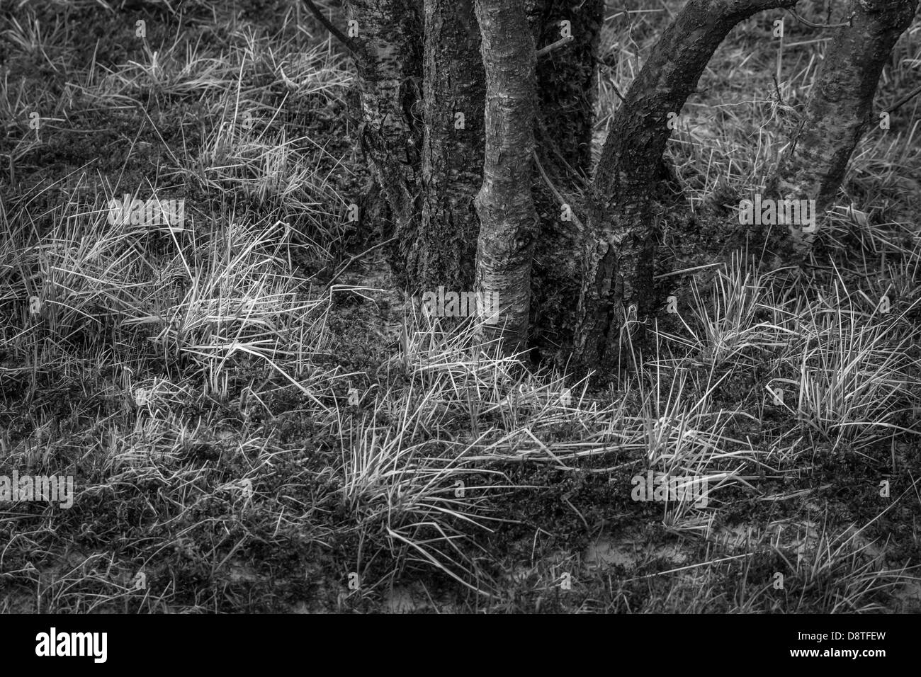 Loch Lomond, Scotland - waterside grasses, fine art study Stock Photo ...