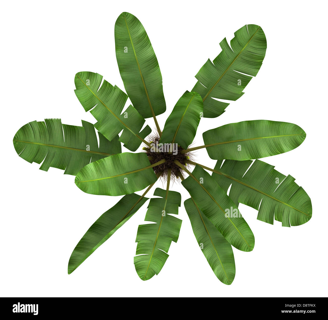top view of wild banana palm tree isolated Stock Photo - Alamy