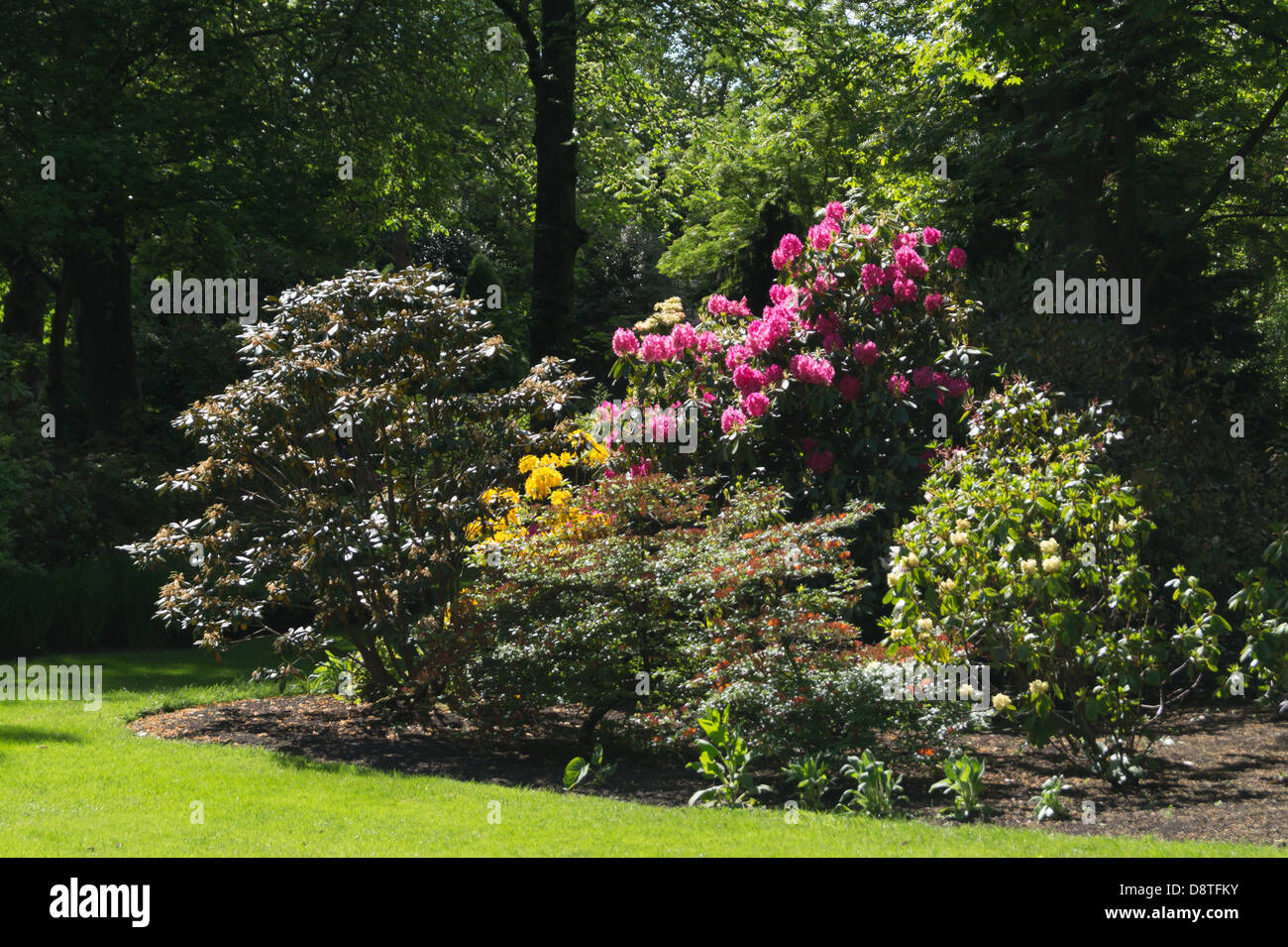 Azalea bushes in Holyrood Abbey gardens, Edinburgh, Scotland, in June ...