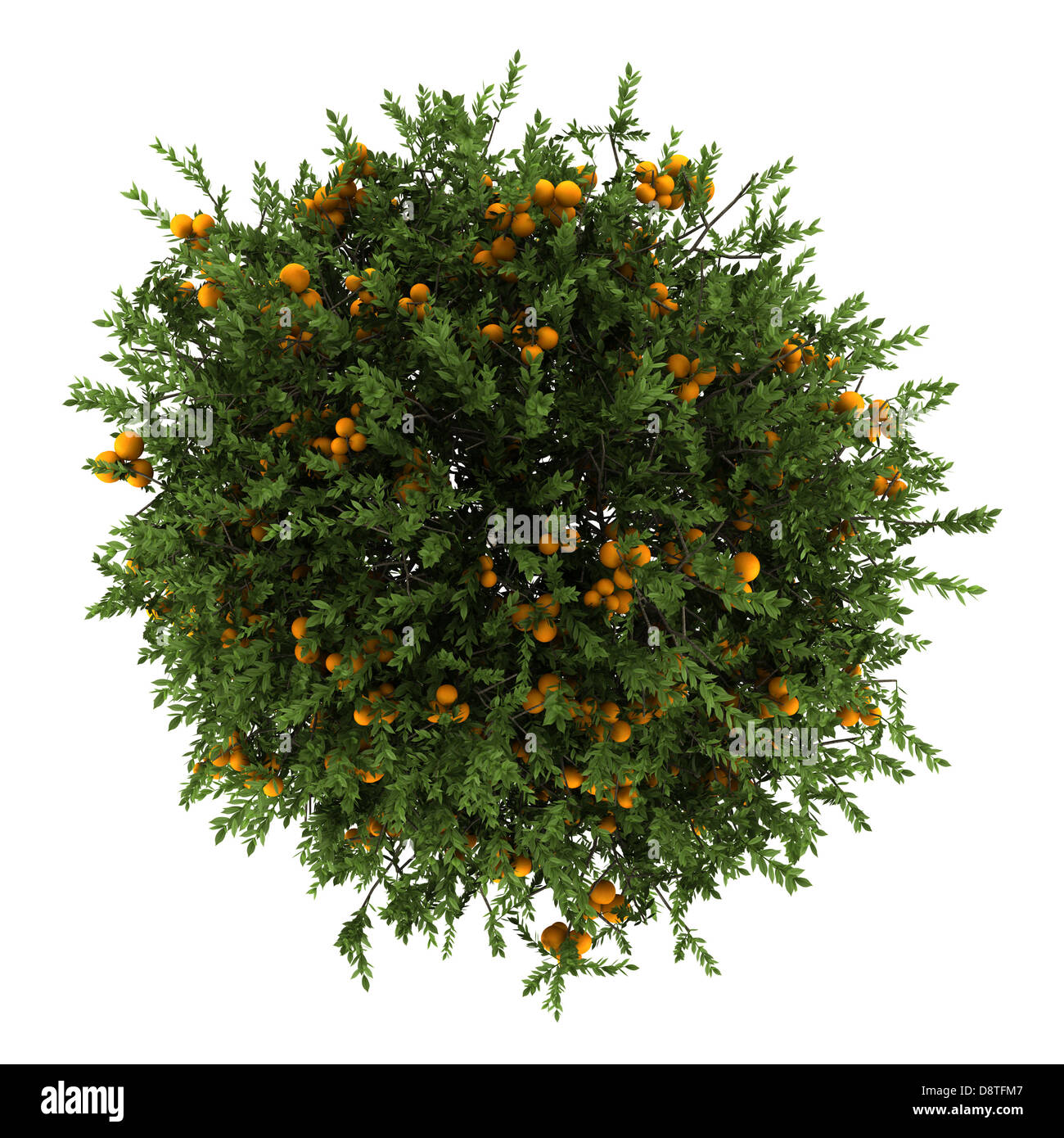 top view of orange tree isolated on white Stock Photo - Alamy