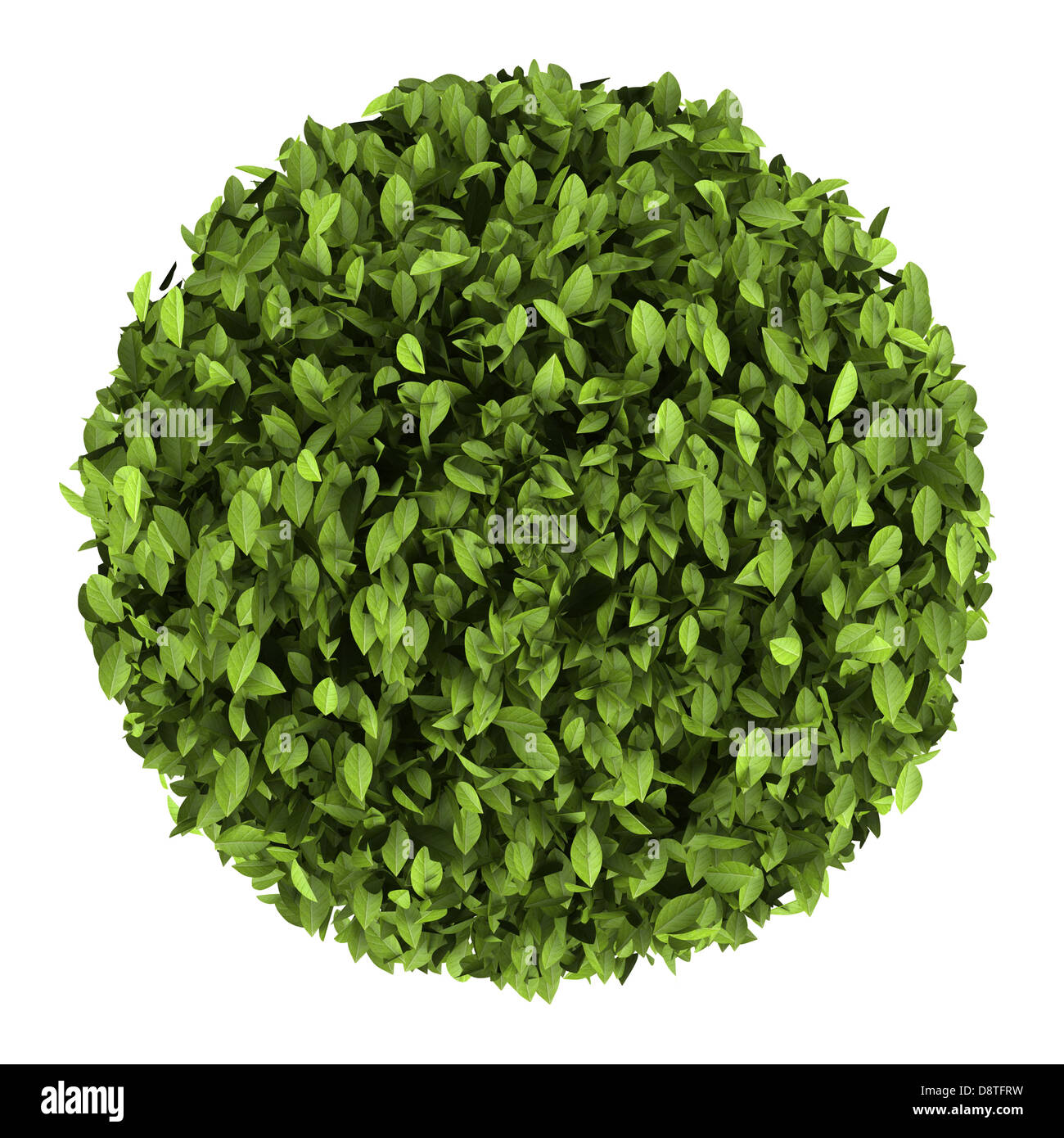 top view of decorative round plant isolated Stock Photo - Alamy