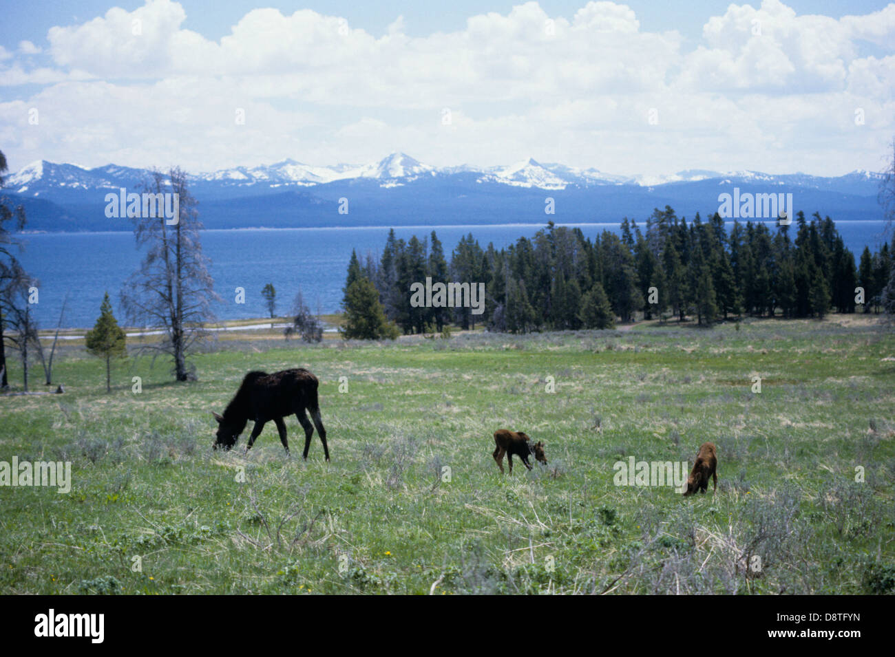 Mother moose and two babies near Yellowstone Lake 820622 003 Stock ...
