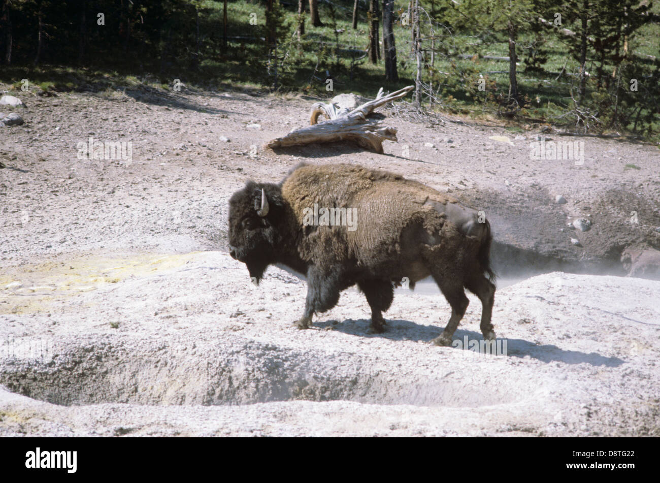 Buffalo, Mud Volcano Trail, Yellowstone 820622 034 Stock Photo - Alamy
