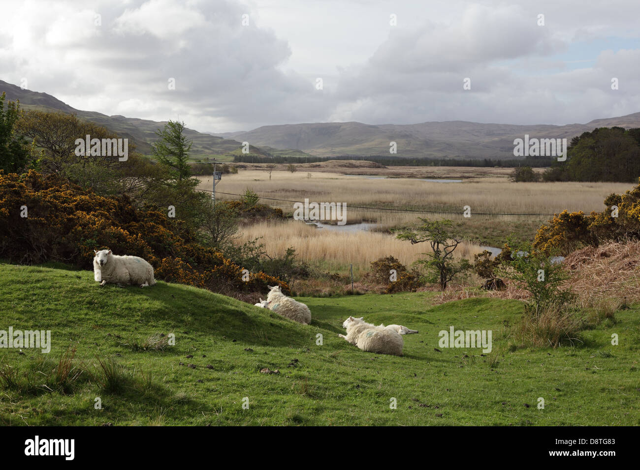 Dervaig, Isle of Mull, Scotland, May 2013 Stock Photo - Alamy
