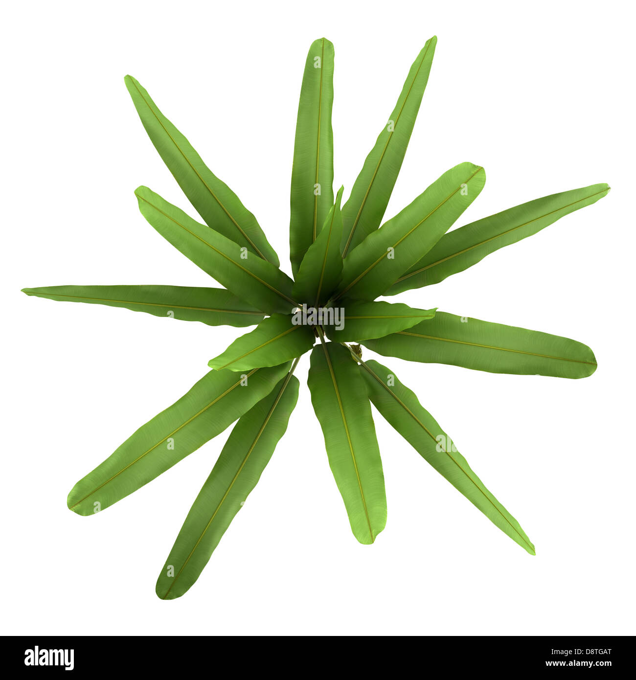 Tropical banana tree Cut Out Stock Images & Pictures - Alamy