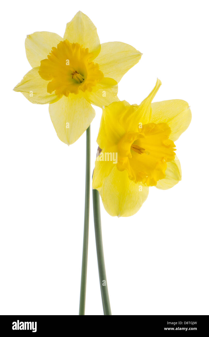 Yellow jonquil flowers isolated on white background Stock Photo - Alamy