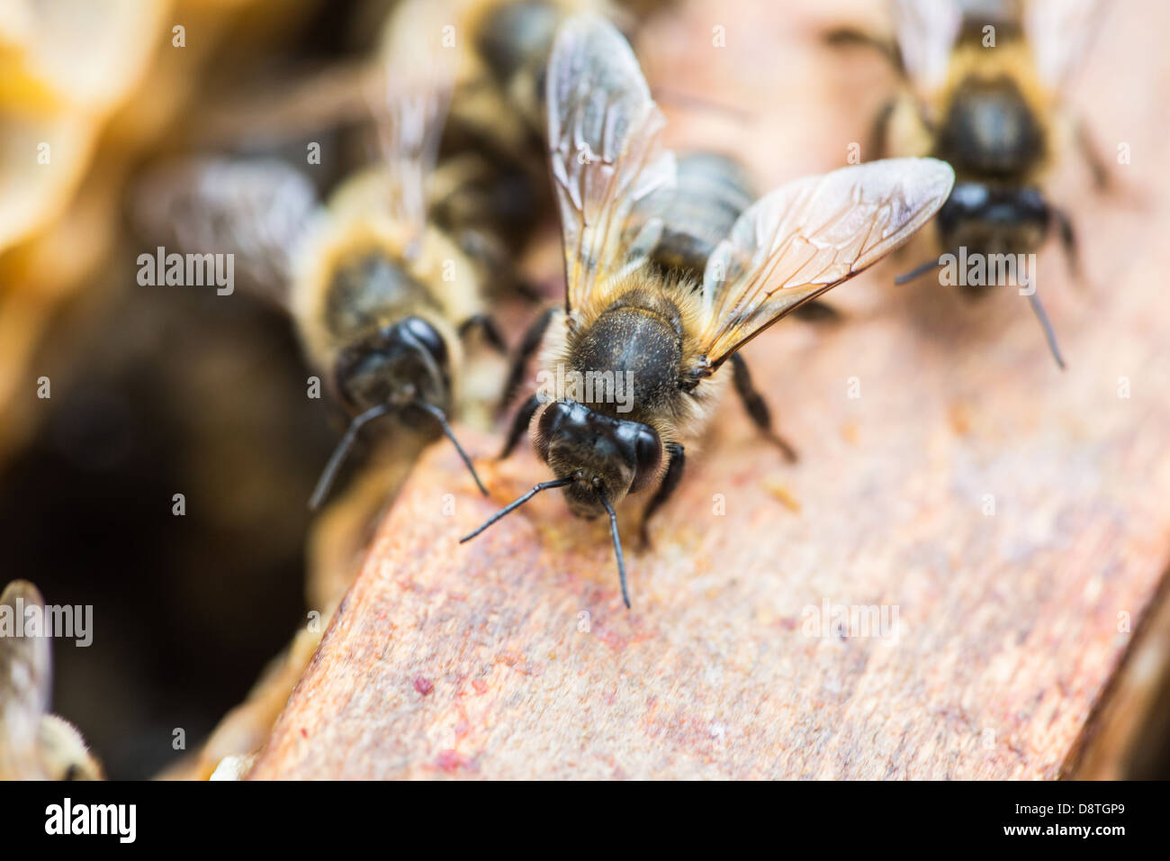 Hive bee apis mellifera mellifera hi-res stock photography and images ...