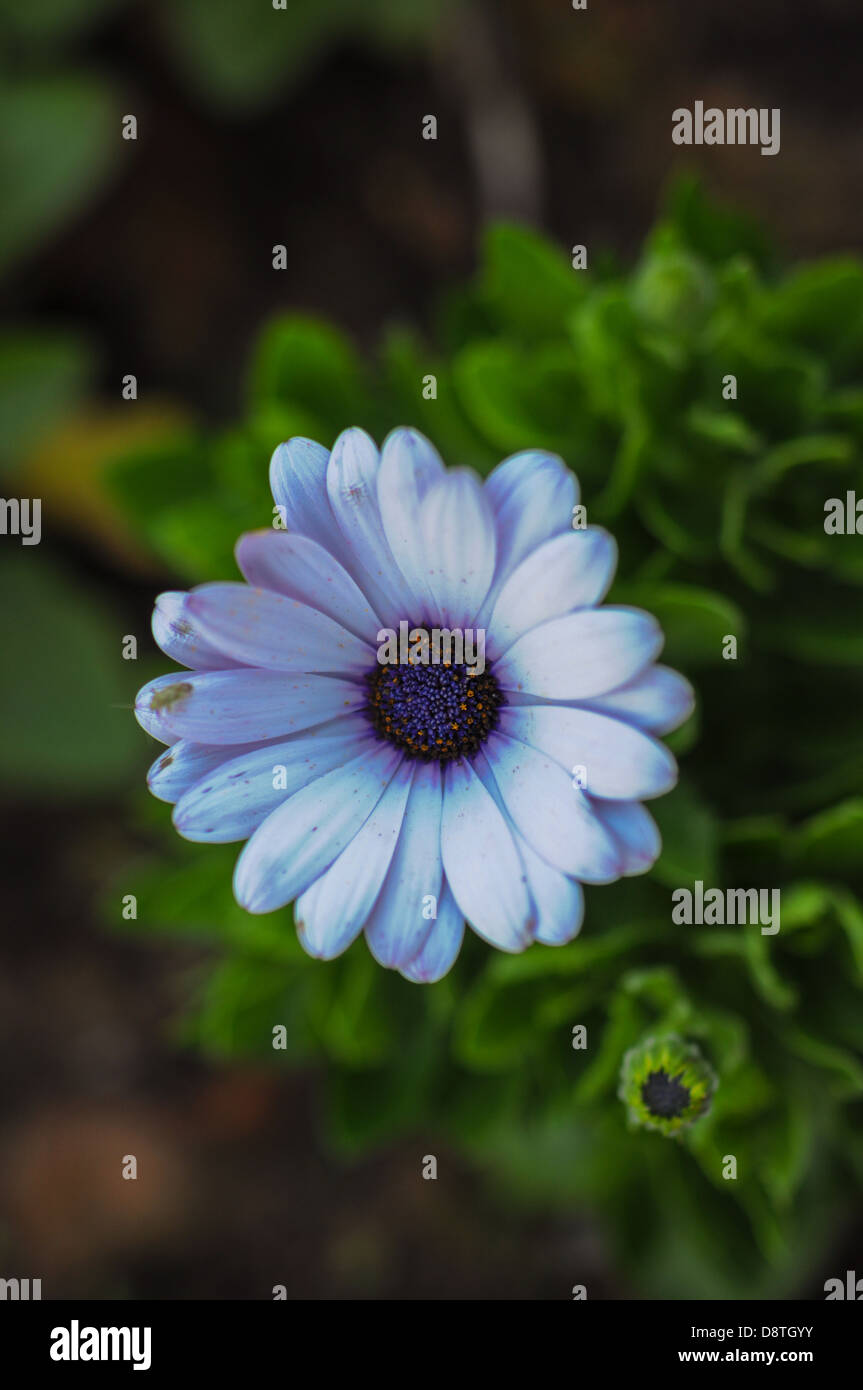Light indigo Flower Stock Photo - Alamy