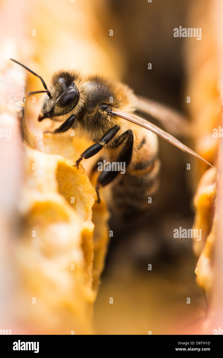 Honey Bee (Apis mellifera) on opened hive. Closeup Stock Photo - Alamy