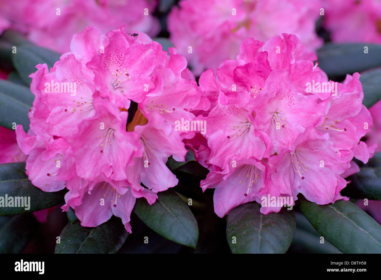 Pink Rhododendron "Kalinka" flowers blossom Stock Photo - Alamy