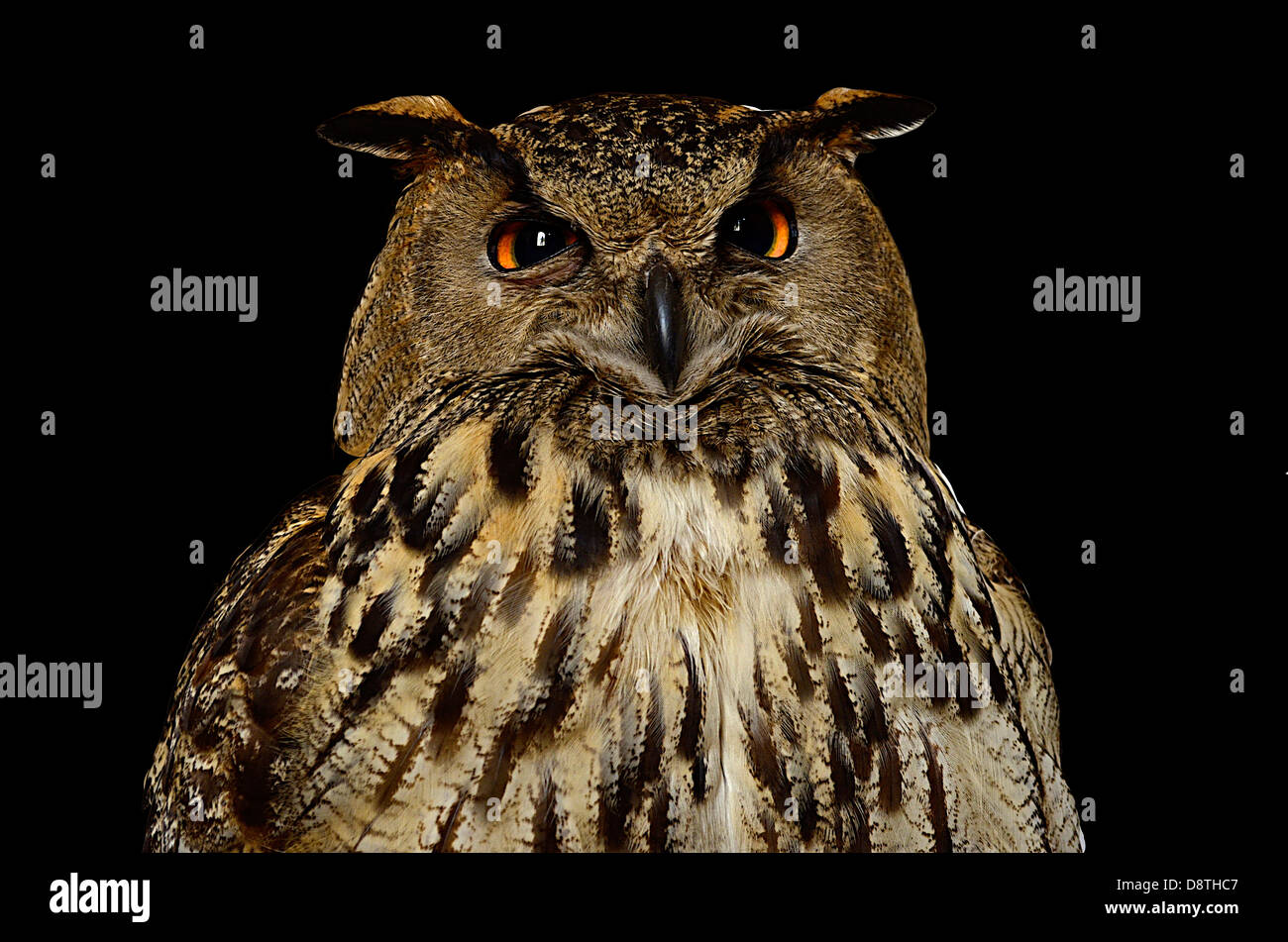 Black eagle owl hi-res stock photography and images - Alamy