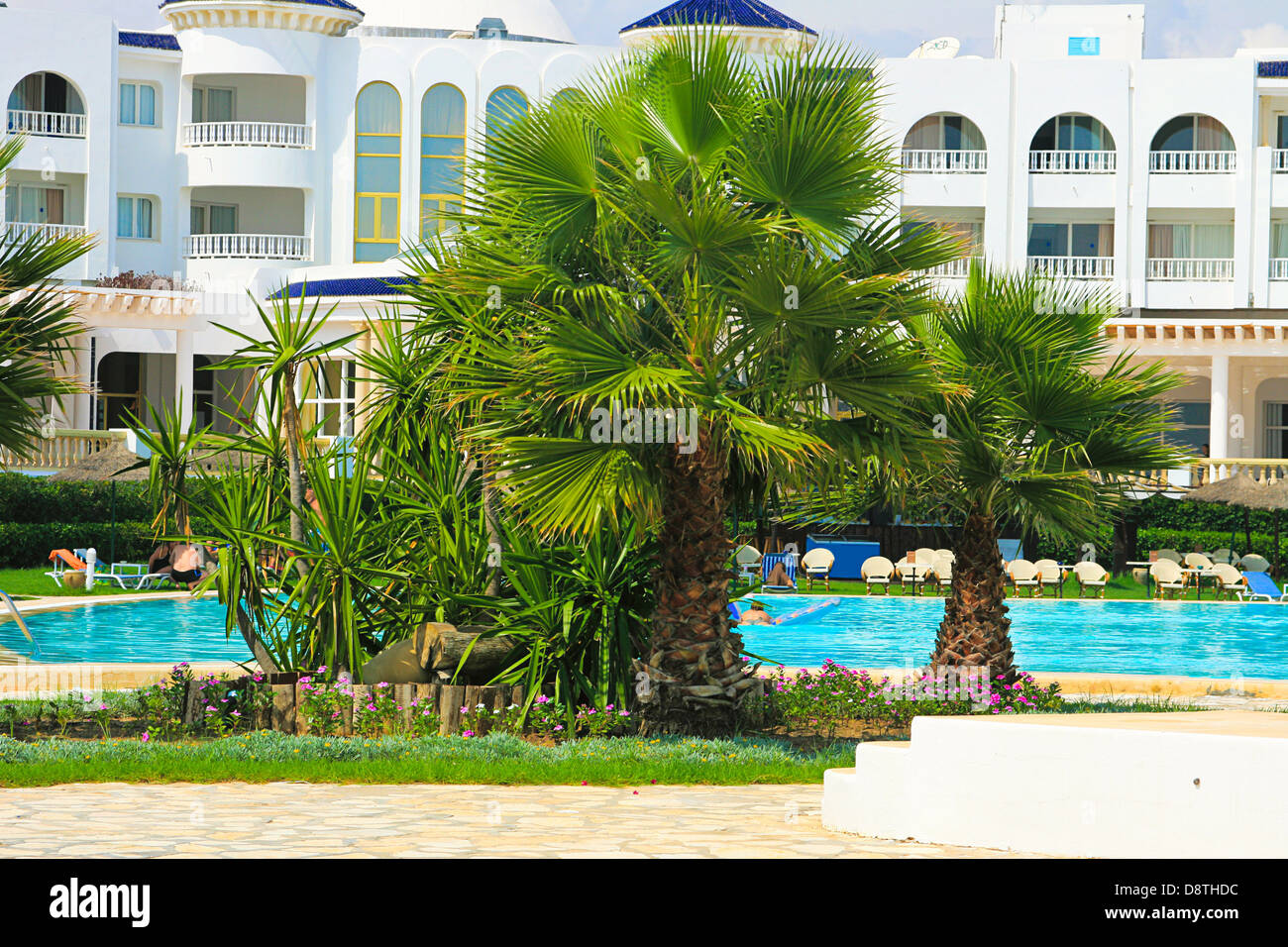 Palm tree near the swimming pool Stock Photo - Alamy