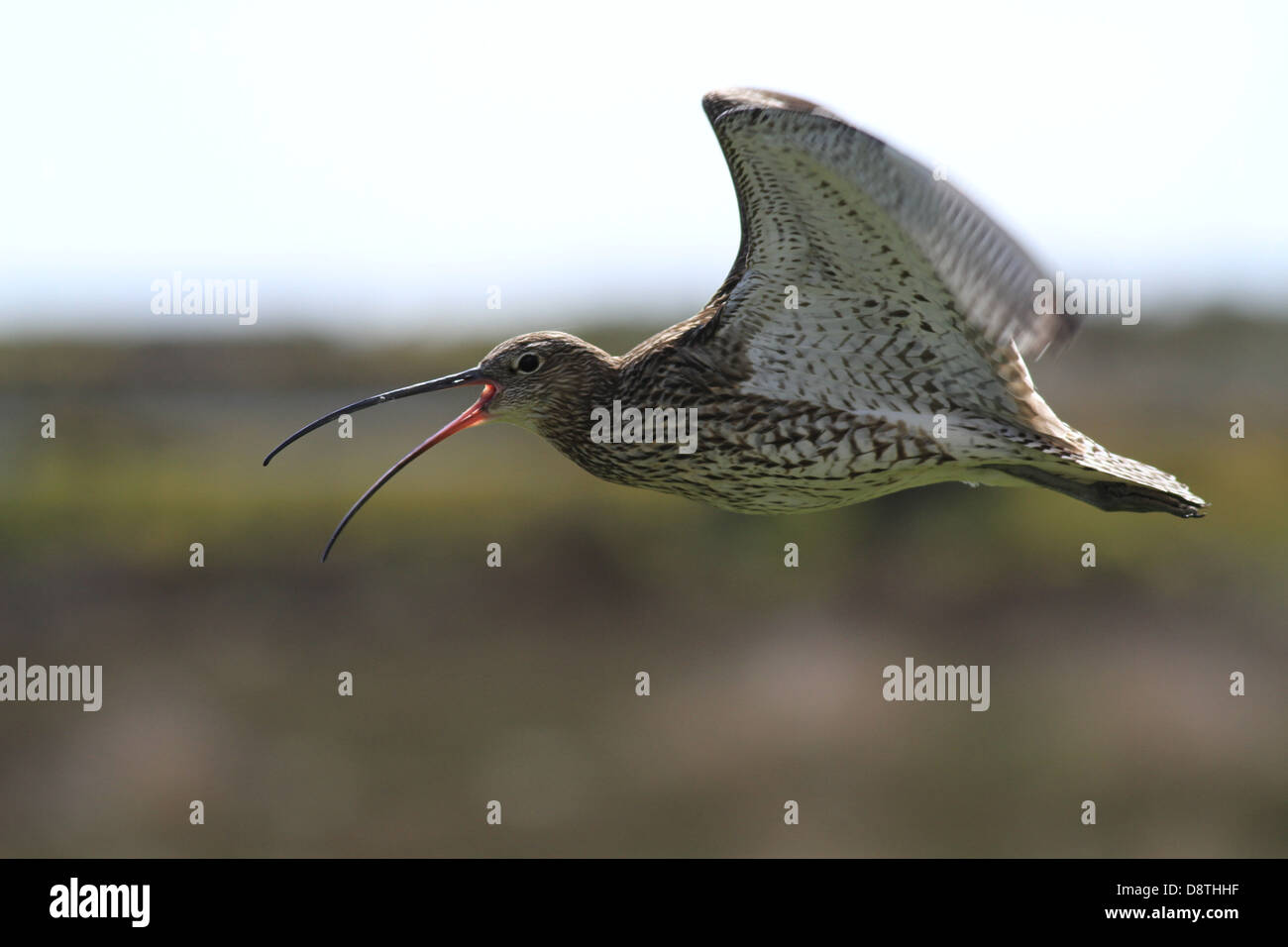 Curlew in profile calling, numenius arquata in flight Stock Photo - Alamy