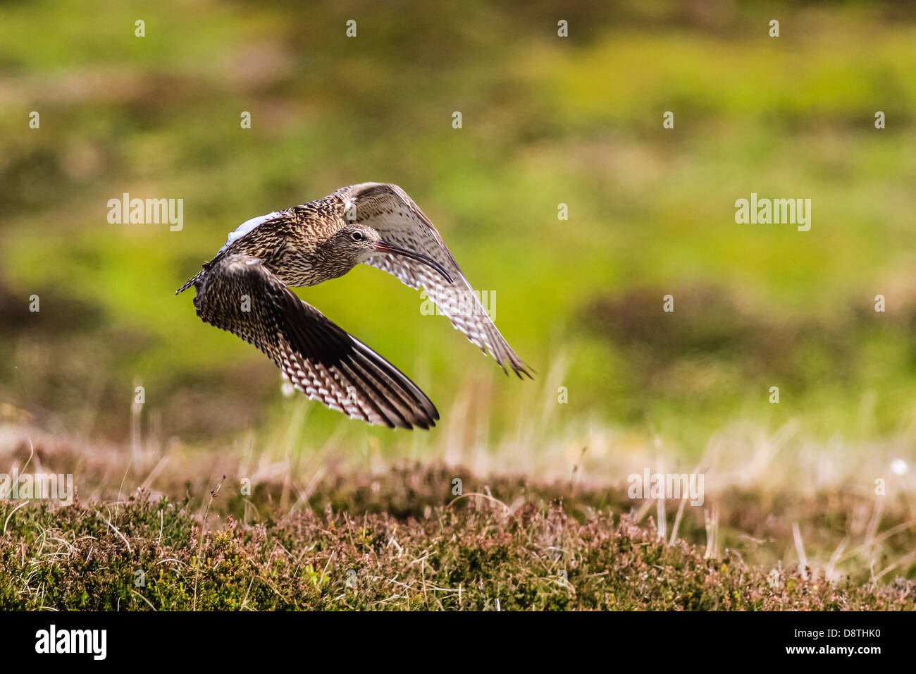 Curlew in flight taking off, numenius arquata Stock Photo - Alamy