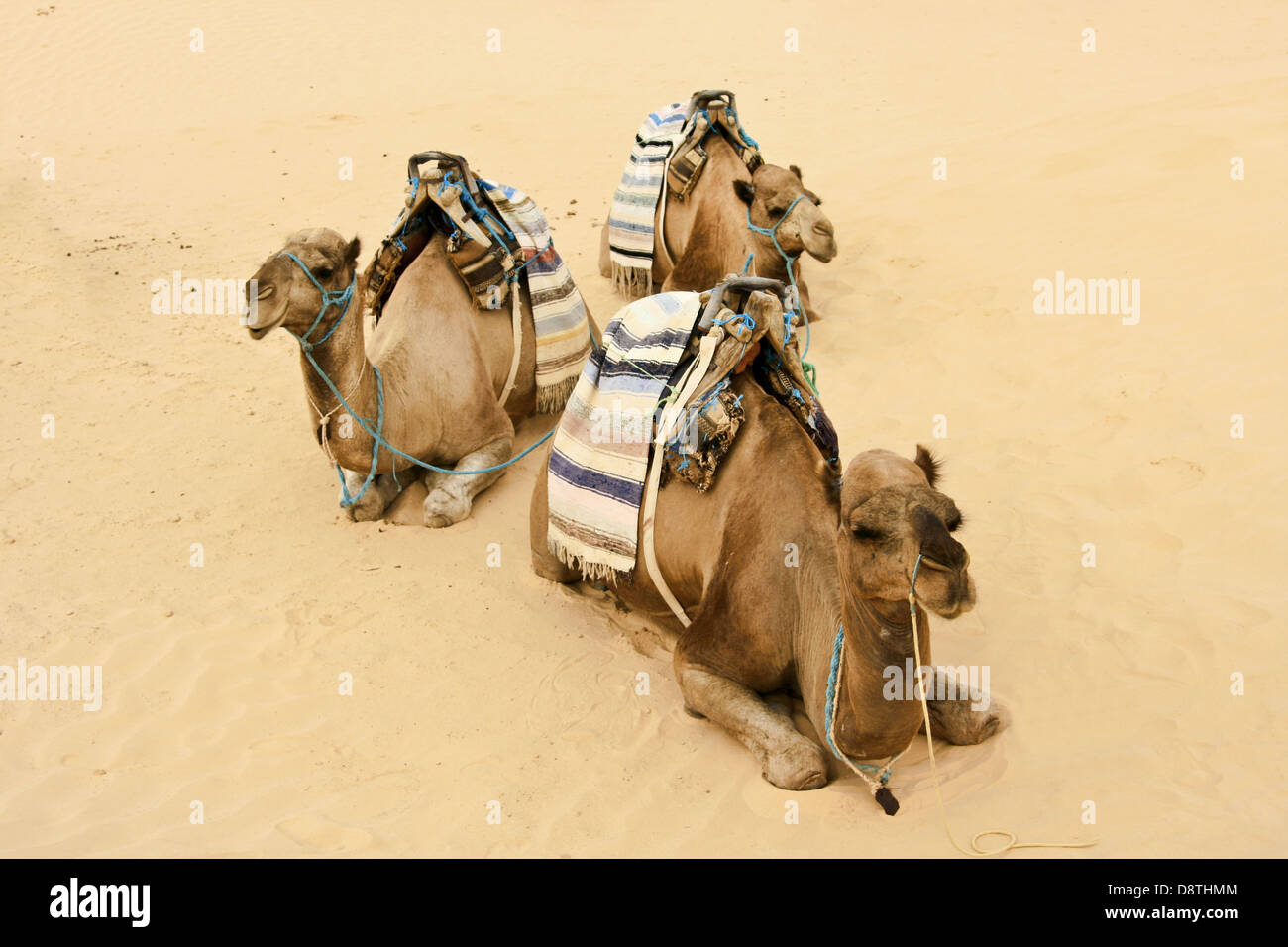 Camel rest in desert Stock Photo - Alamy
